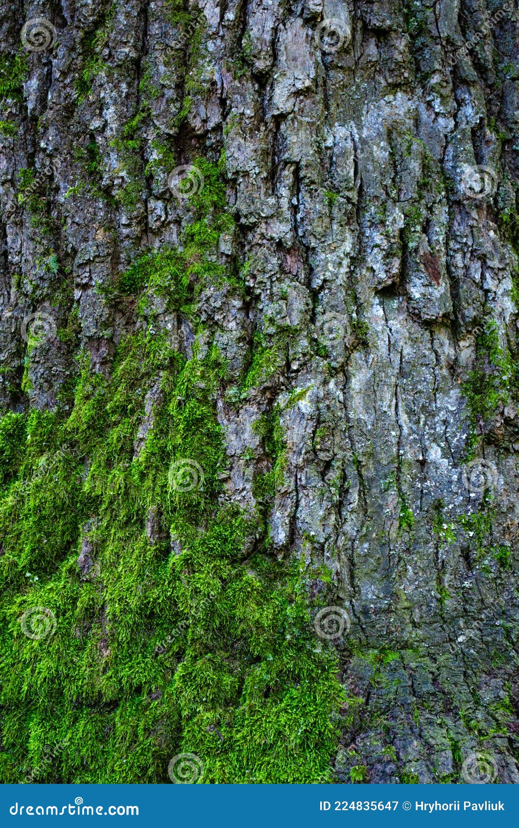 Background of Oak Bark with Green Moss Stock Image - Image of plant ...