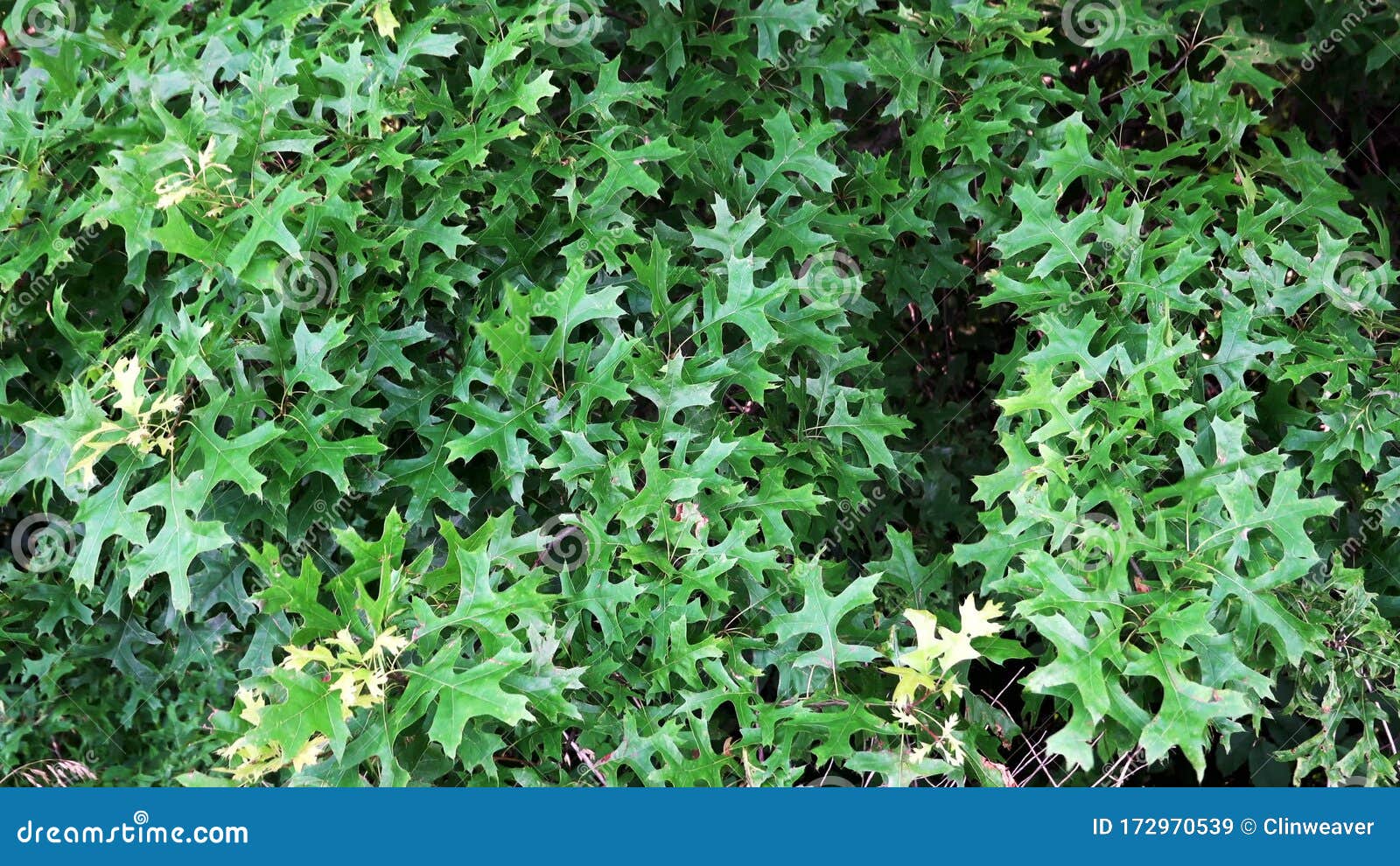 Oak Leaves Blowing in the Wind Stock Video - Video of breeze, backdrop ...