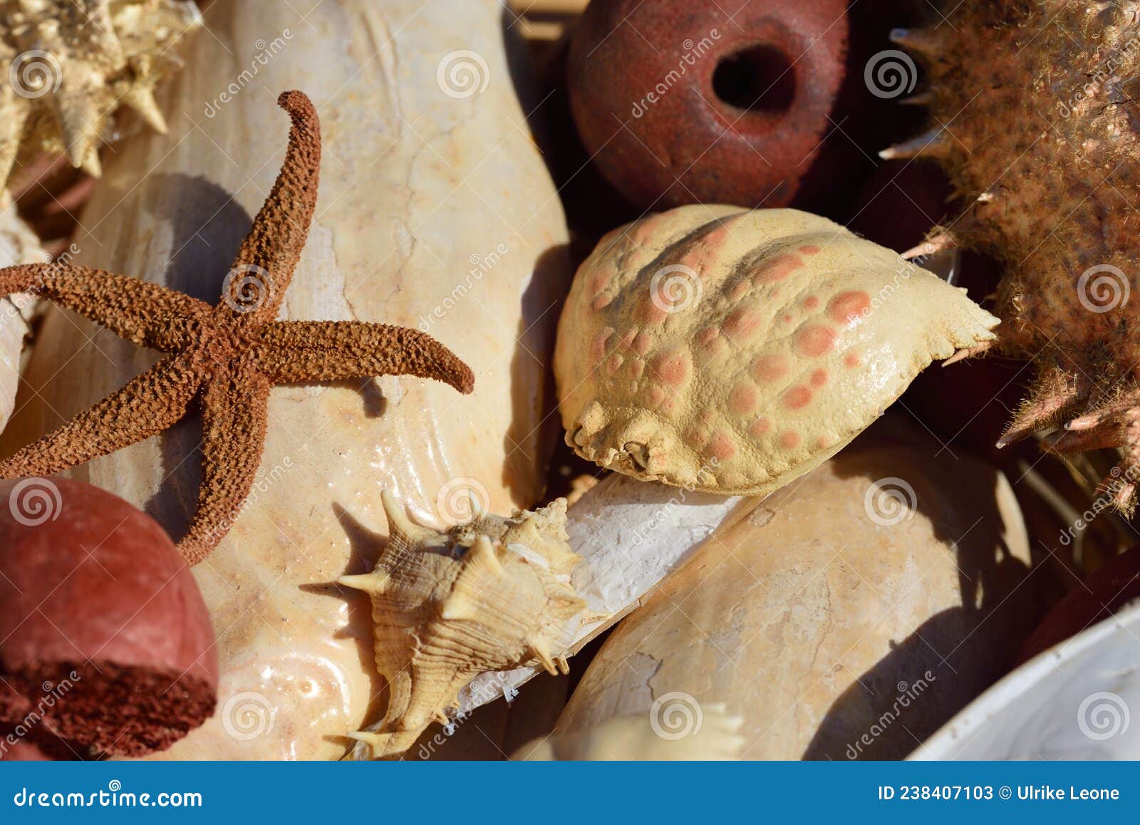 Background with Objects from the Sea and Dried Animals, Such As Crab ...
