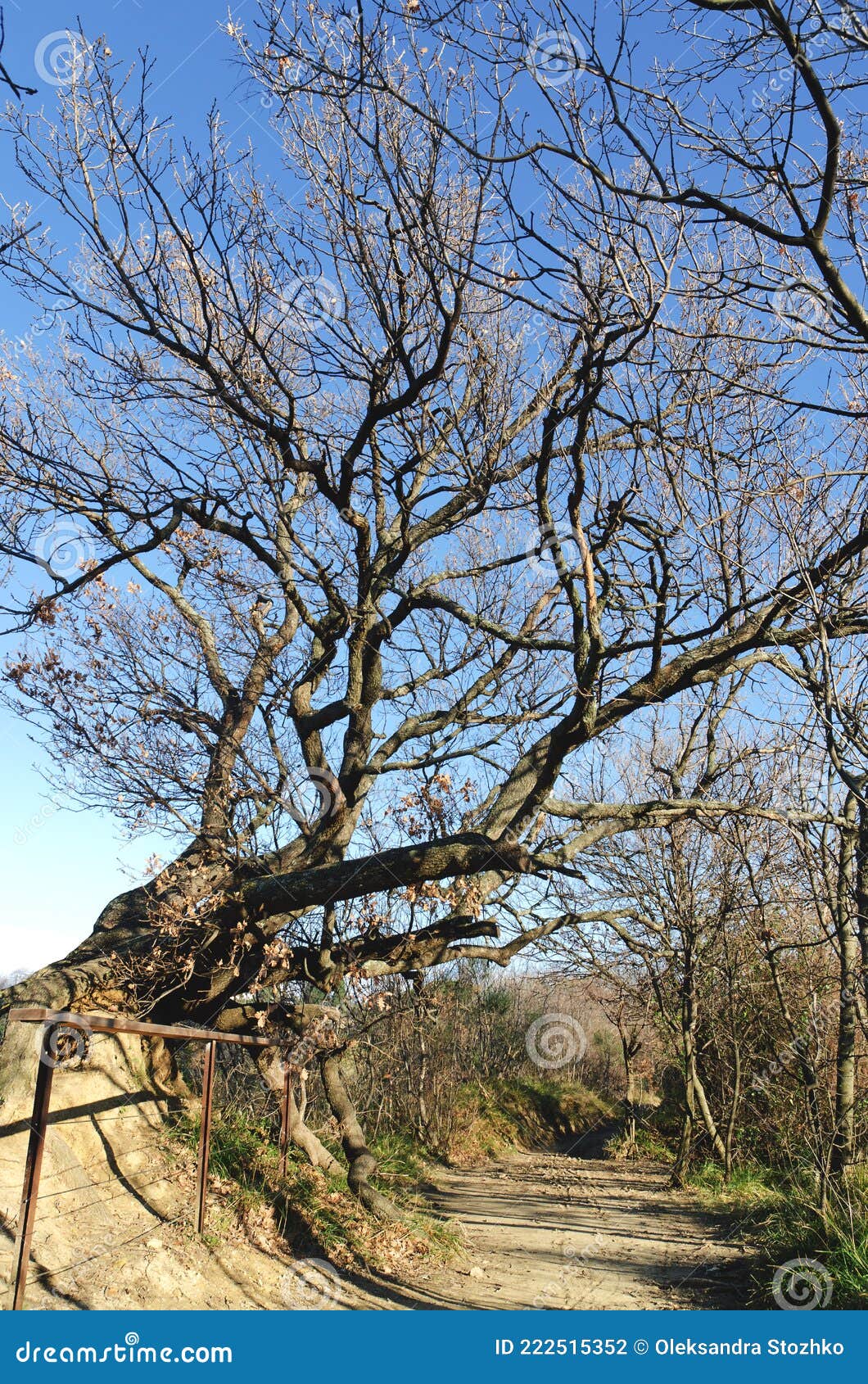 Bold Tree On The Heather Field Of Drents-Friese Wold Royalty-Free Stock ...