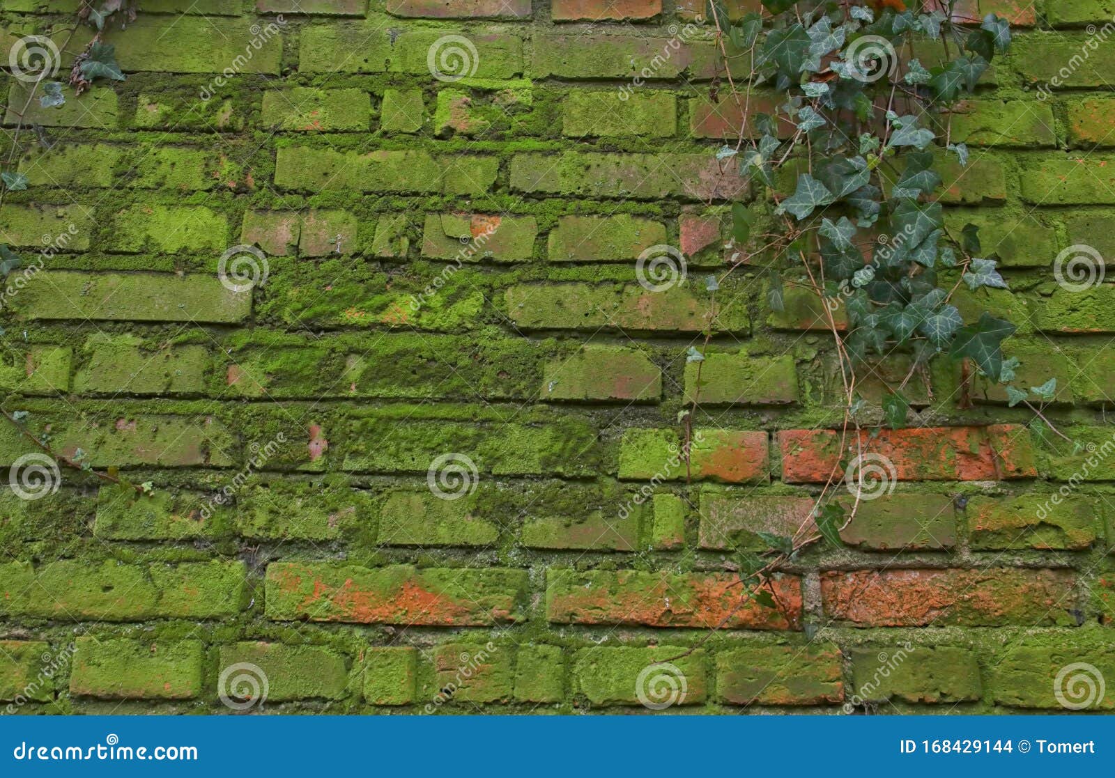 Background of Old Brick Wall Covered with Moss Stock Photo - Image of ...