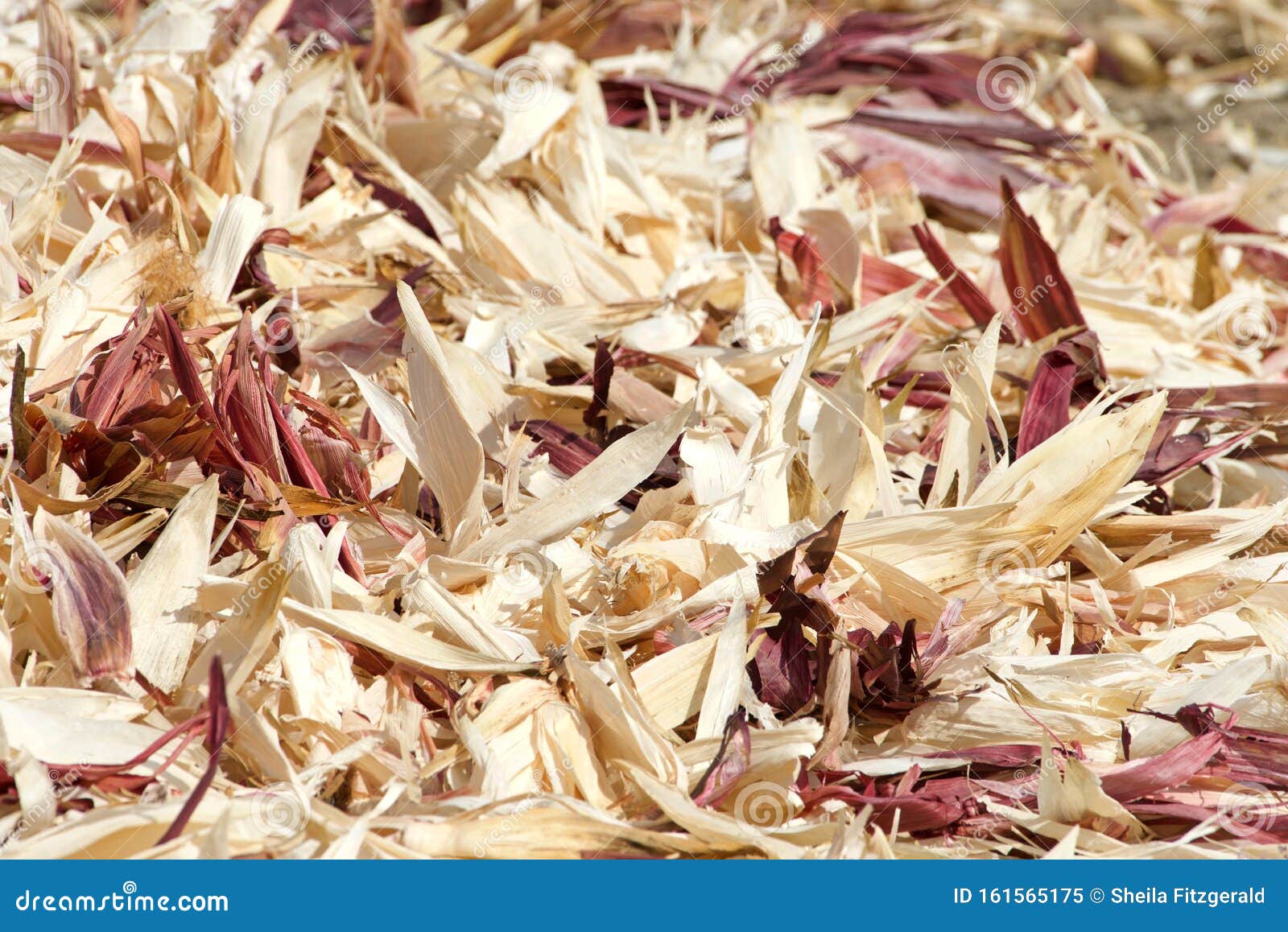 Background of Old Corn Husks after Harvest Stock Image - Image of mess ...