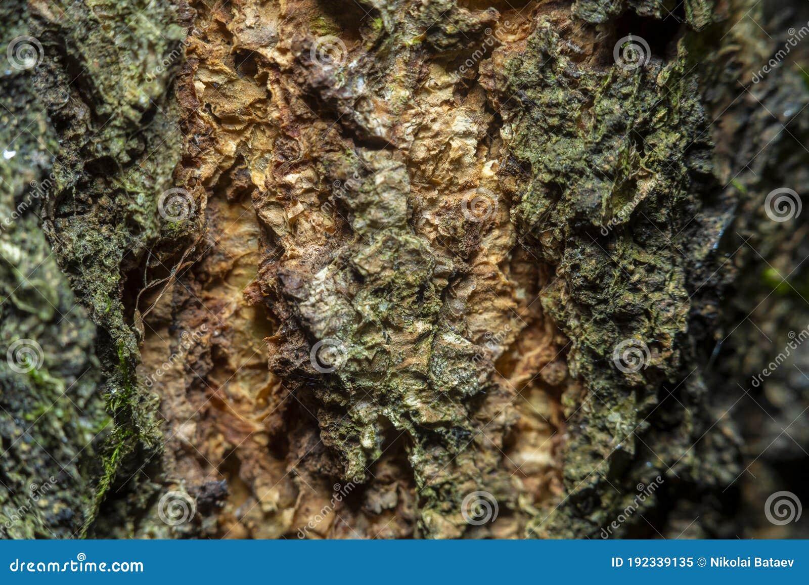 Background with Old and Damaged Tree Bark Broken To the Core in Soft ...