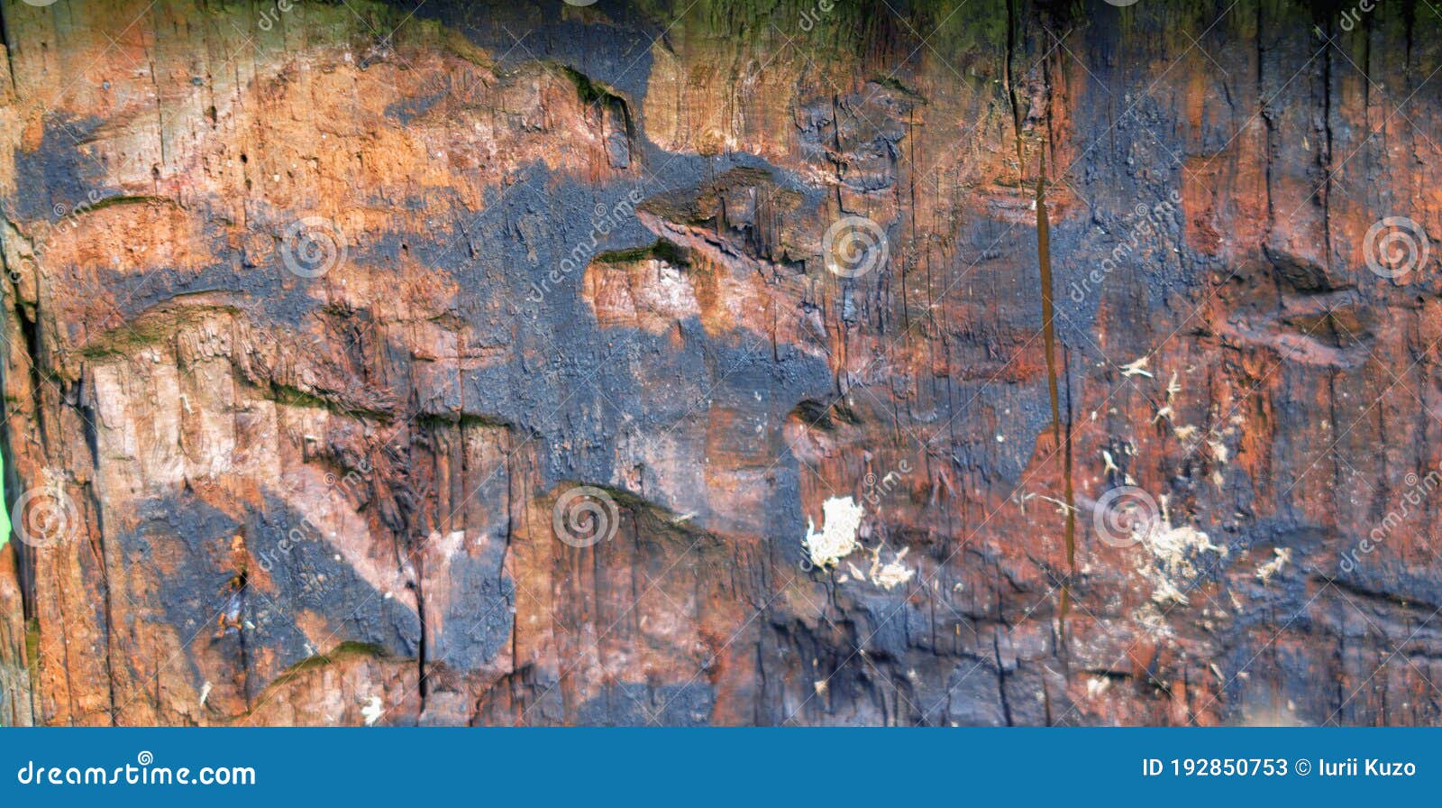 Background of Old Dirty Tree. Space for Design and Text Stock Image ...