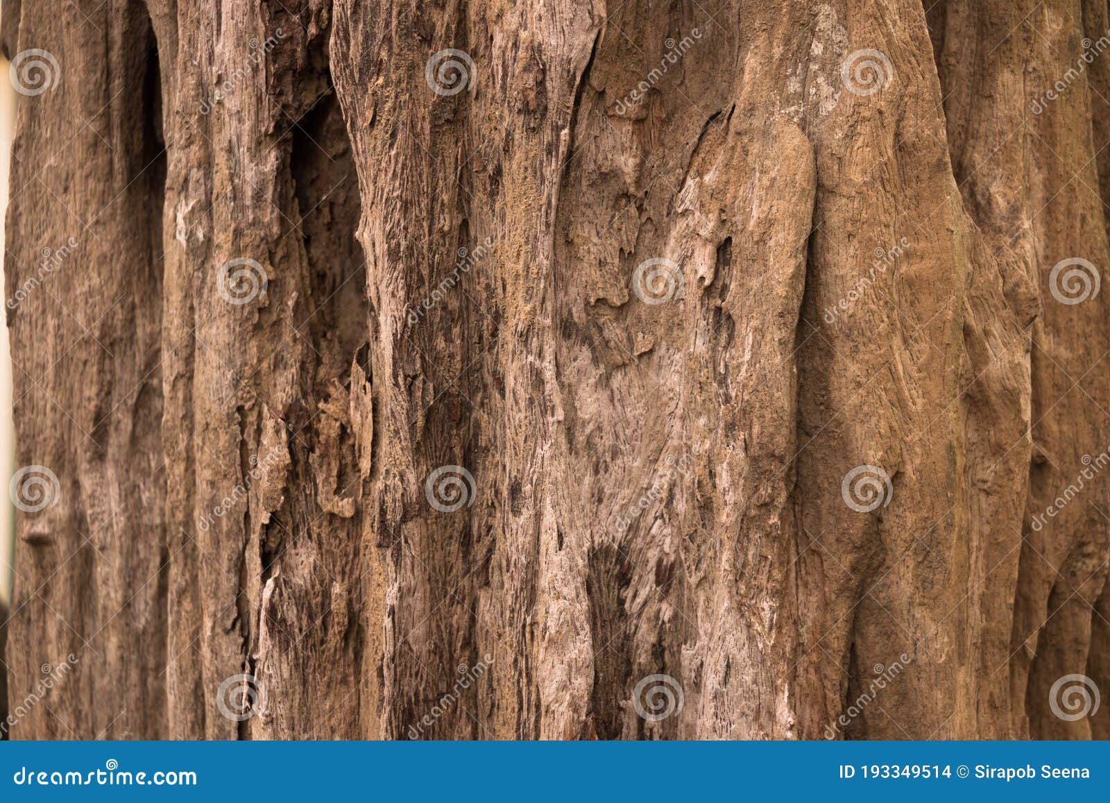 Old and dry bark in nature stock photo. Image of pattern - 193349514