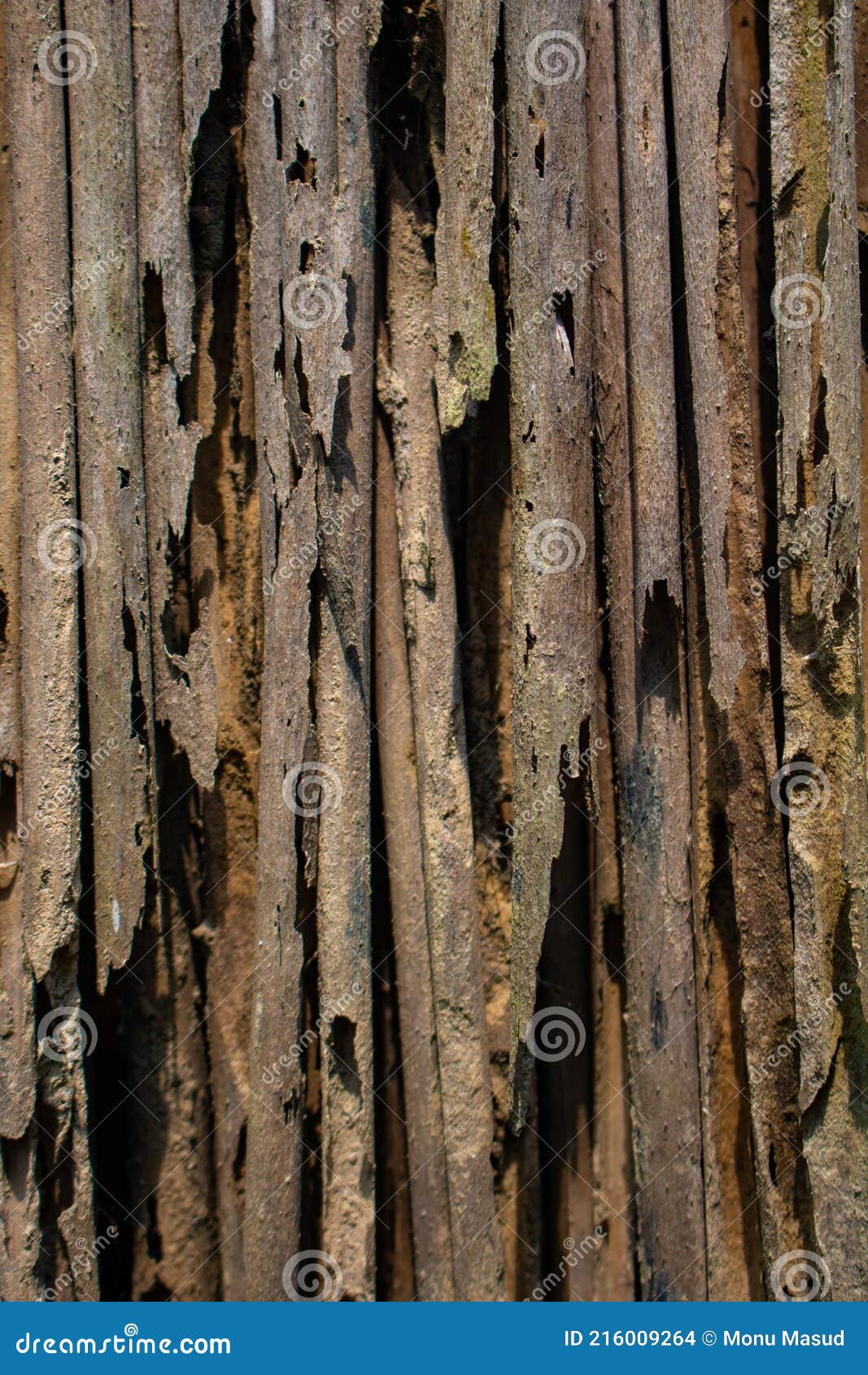The Background of the Old Jute Stick Wall Destroyed by the Termites ...