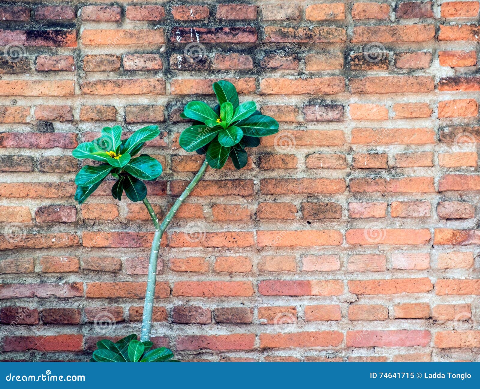Background of Old Red Brick Wall Texture with Plant & Flowers Stock ...