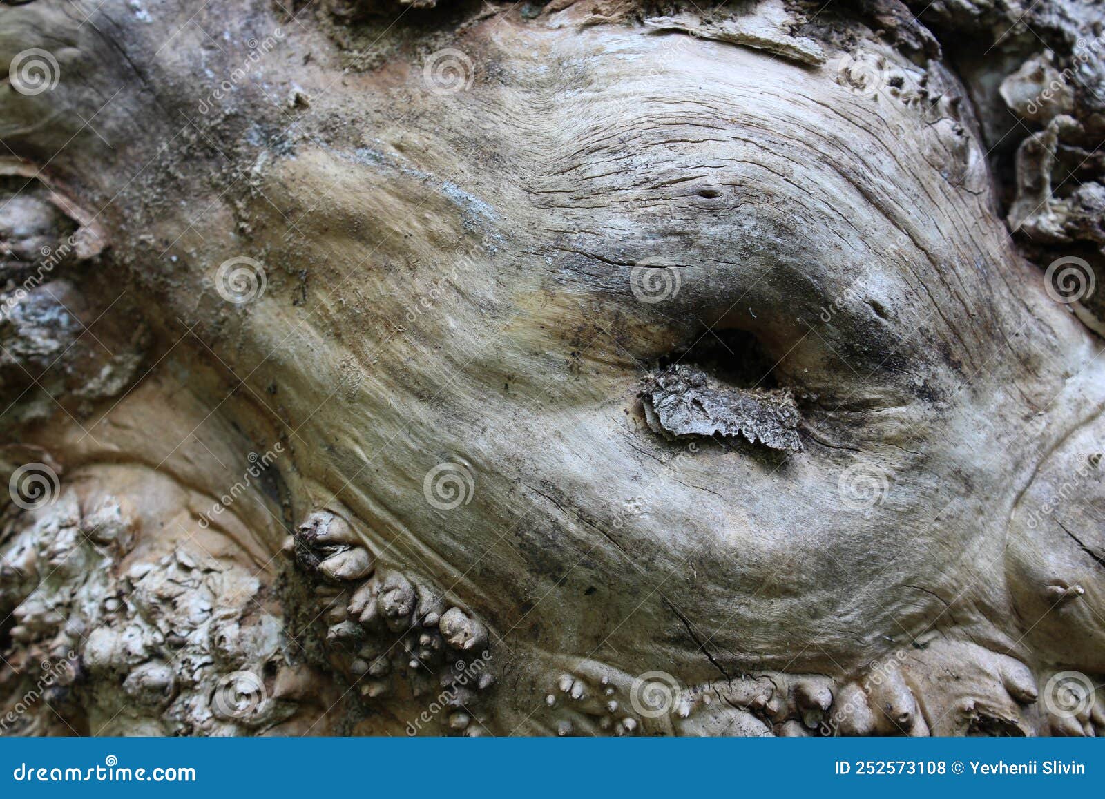 Background from an Old Rotten Tree in the Forest. Stock Photo - Image ...