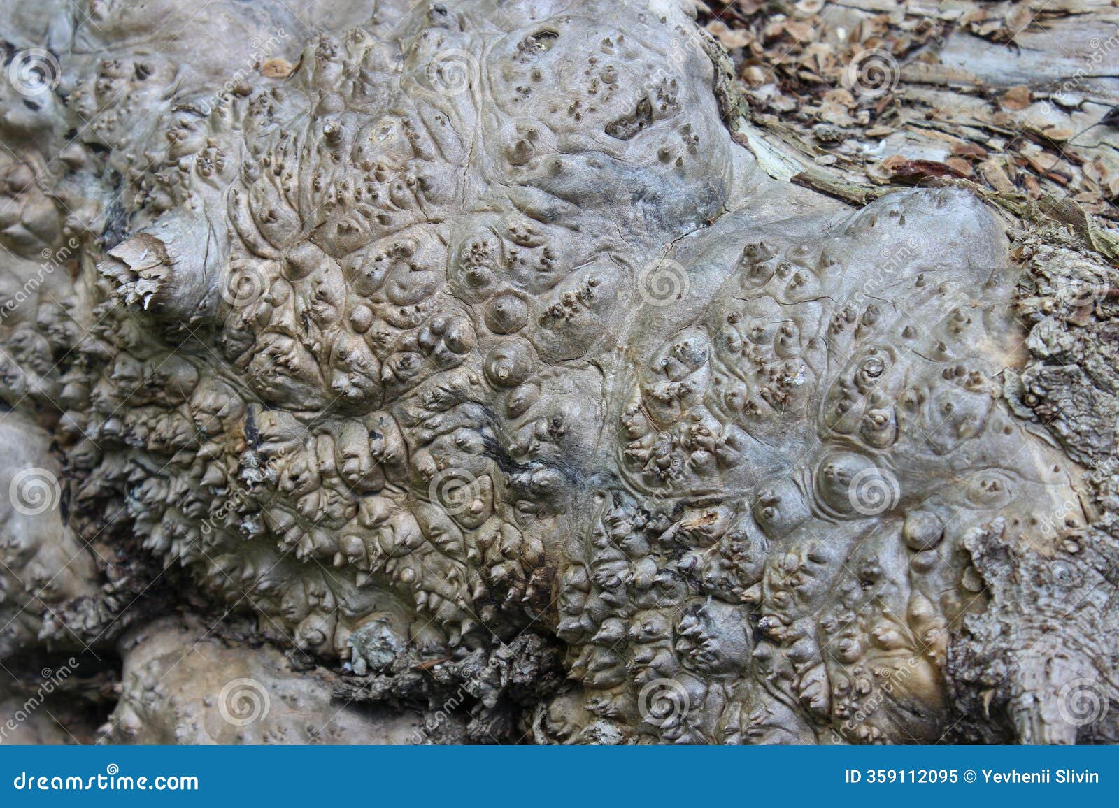 Background from an Old Rotten Tree in the Forest. Stock Image - Image ...