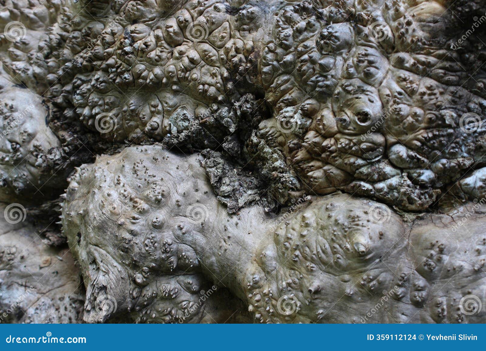 Background from an Old Rotten Tree in the Forest. Stock Photo - Image ...