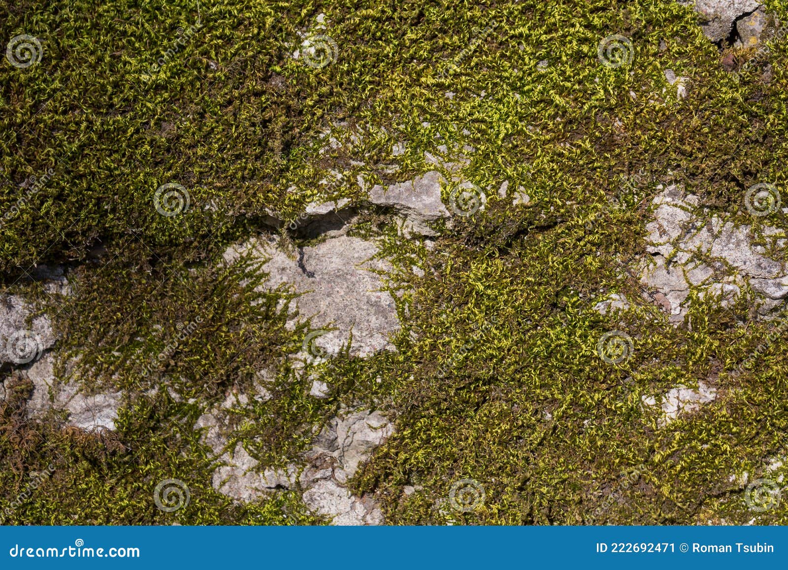 Old wall texture with moss stock image. Image of mossy - 222692471
