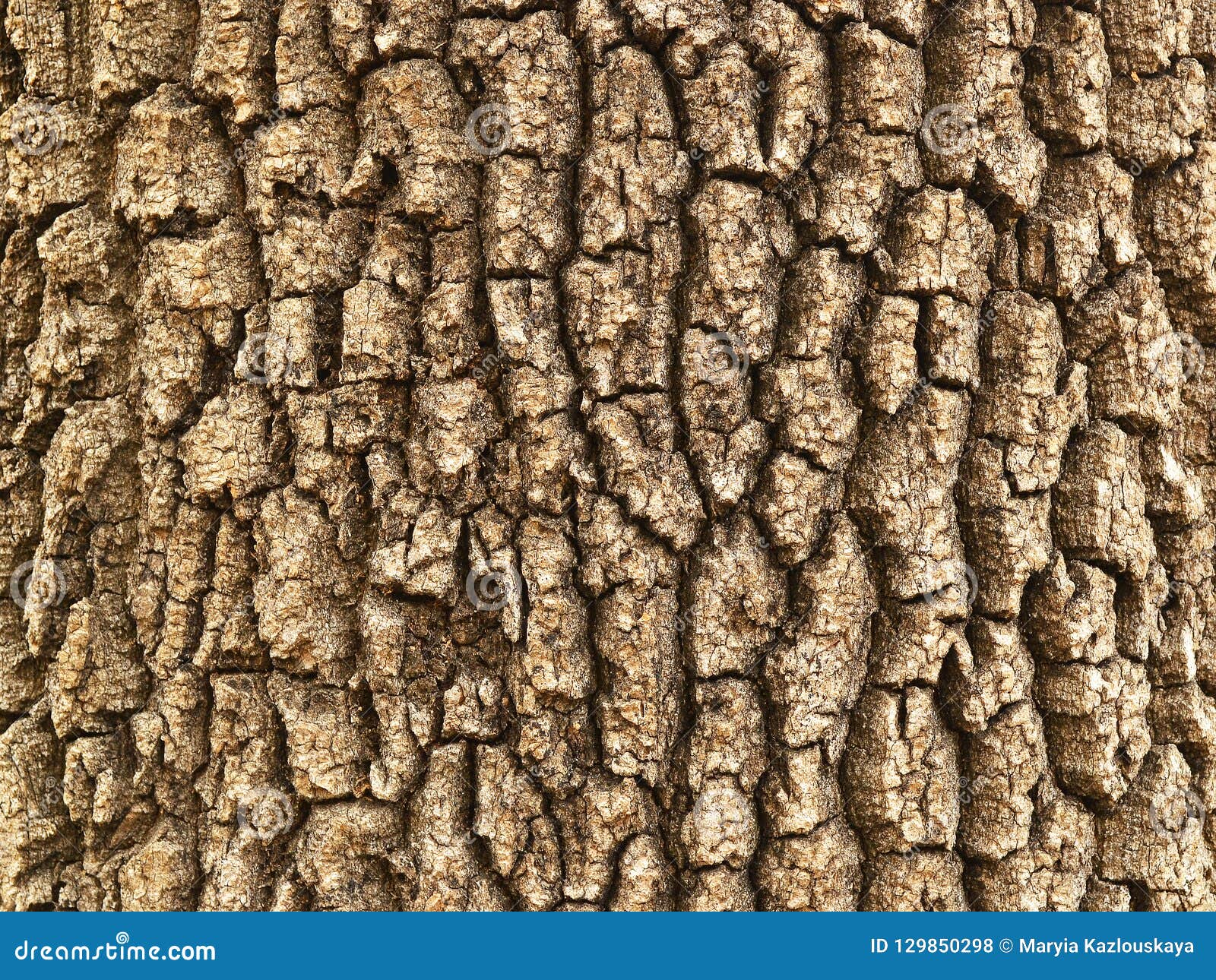 Background of an Old Tree Rough Bark with Deep Cracks, Texture Stock ...