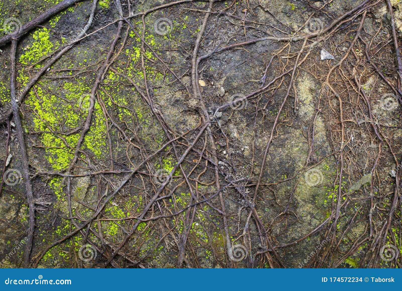 Wall with Roots, Background Stock Photo - Image of color, material ...