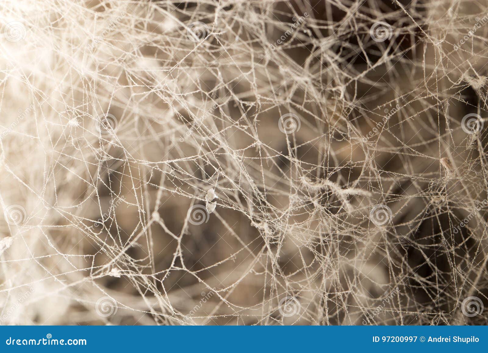 Background from the Old Web Stock Image - Image of october, grunge ...