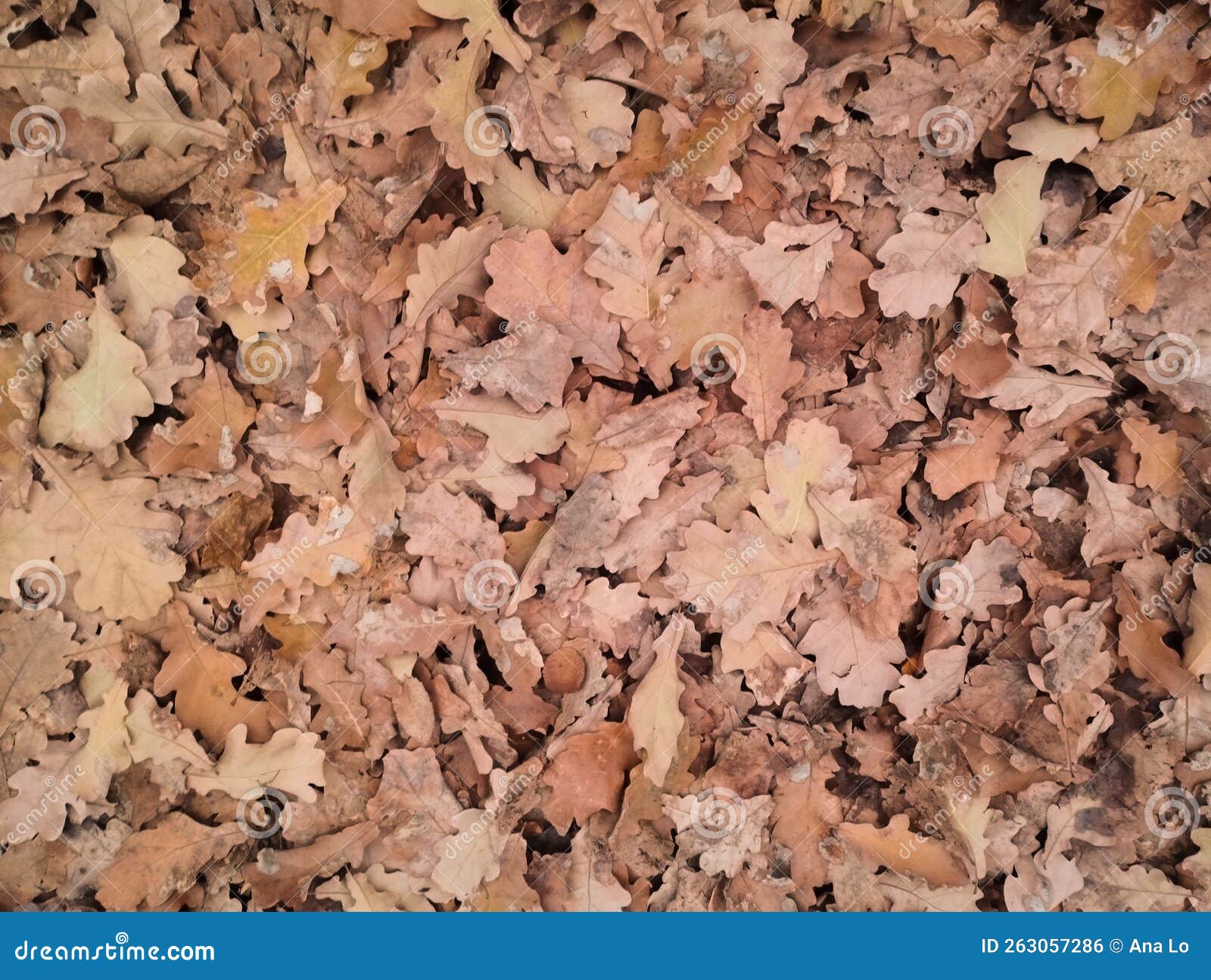 Background of Old Withered Oak Leaves. Stock Photo - Image of foliage ...