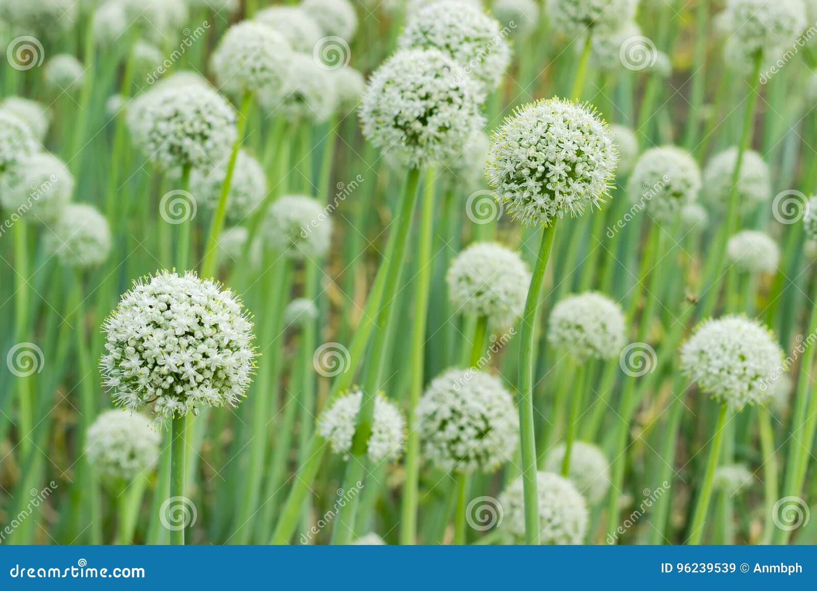 Background of the Onion Stems with Inflorescences Stock Image - Image ...