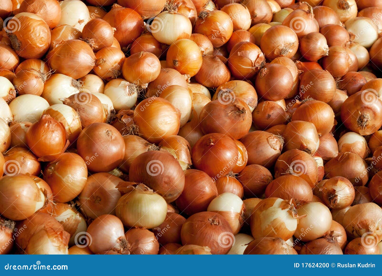 Background of onions stock photo. Image of gourmet, cuisine - 17624200