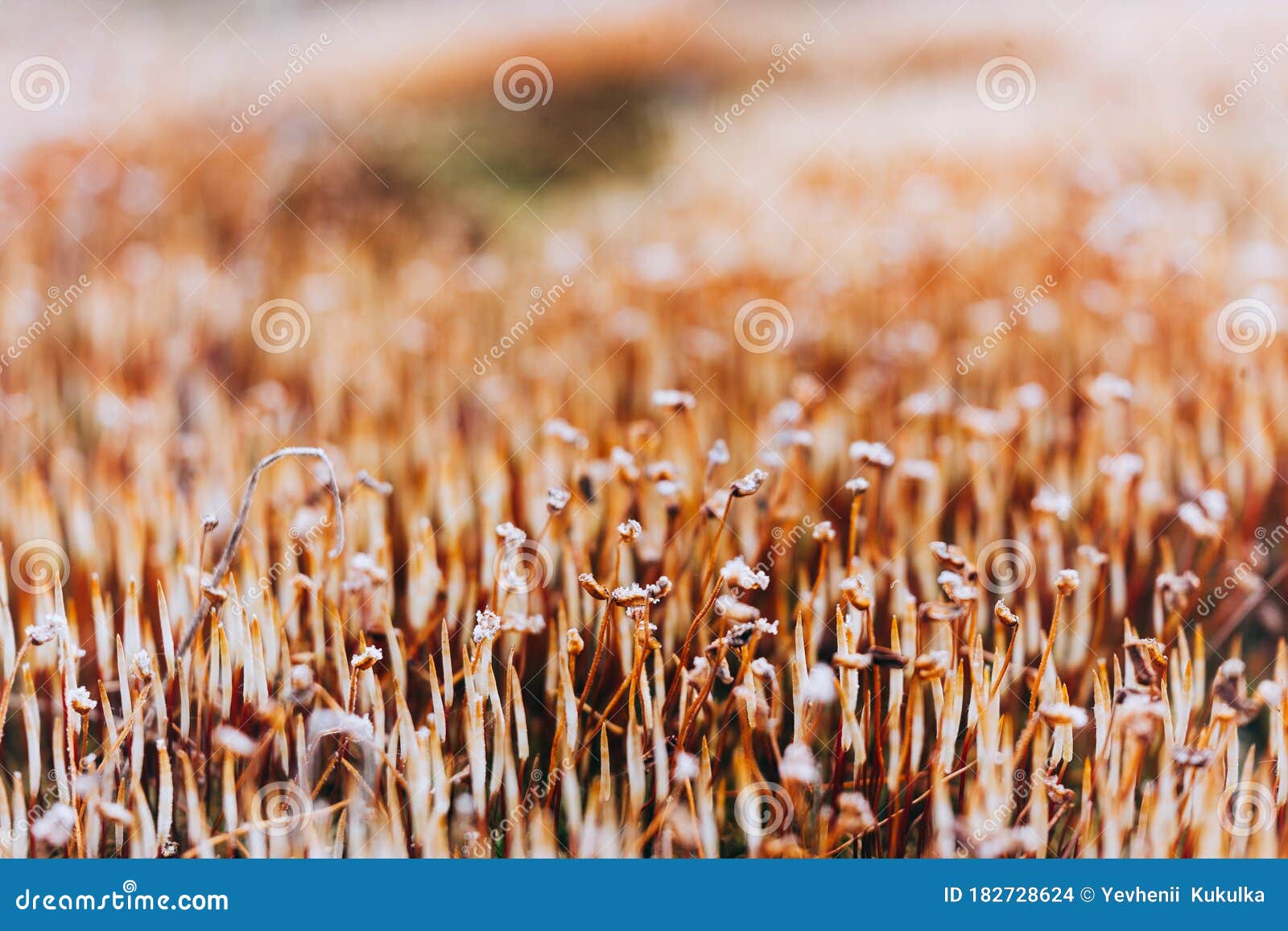 Background of Orange Moss. Flowering Moss Stock Photo - Image of moss ...