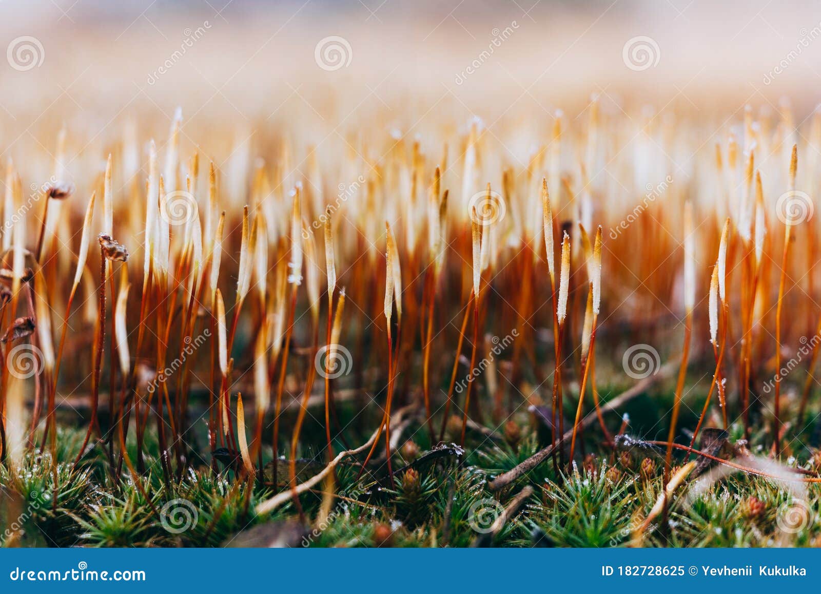 Background of Orange Moss. Flowering Moss Stock Image - Image of orange ...
