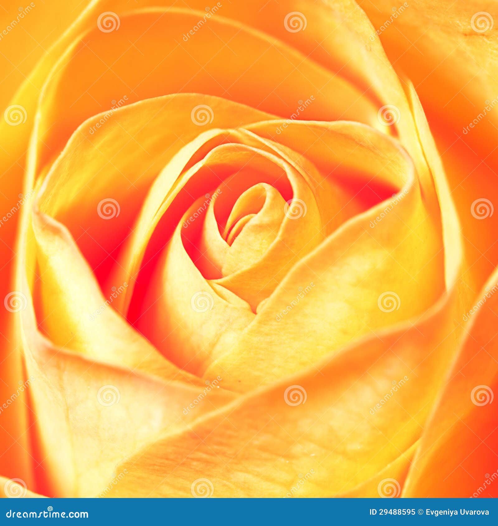 Background of orange rose stock image. Image of large - 29488595