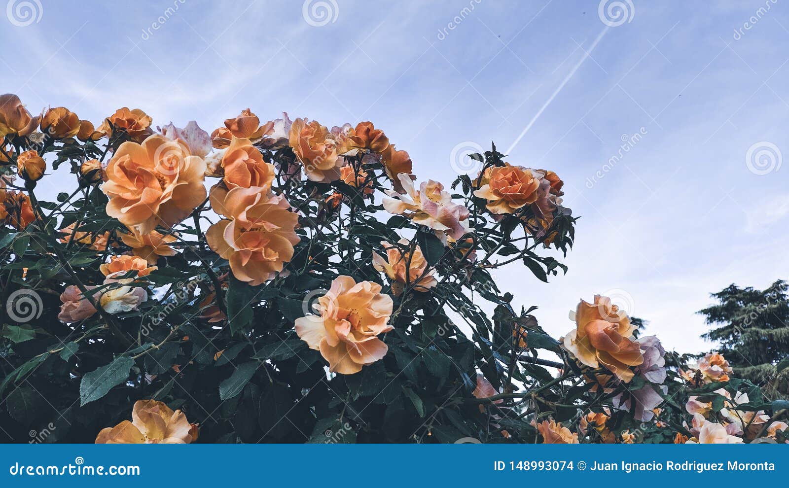 Background of Orange Roses Under the Blue Sky Stock Photo - Image of ...