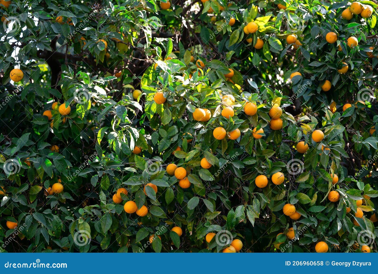 Background with Oranges Hanging on the Orange Tree Branches Stock Photo ...