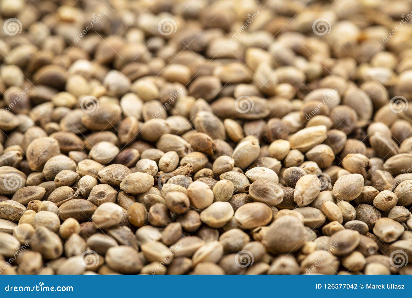 Hemp seed background stock photo. Image of life, focus - 126577042
