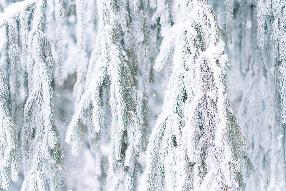 Background Outside Christmas Tree in Snow with Falling Snow Stock Photo ...