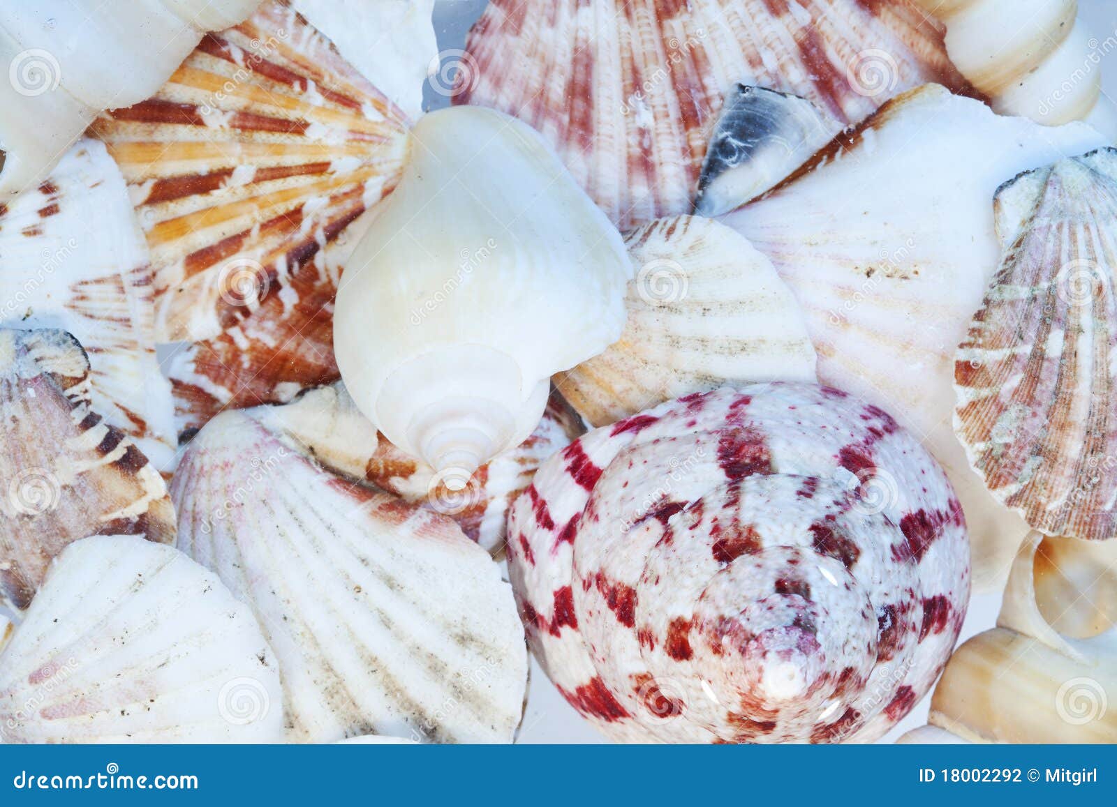 Background of Overlapping Colorful Seashells Stock Photo - Image of ...