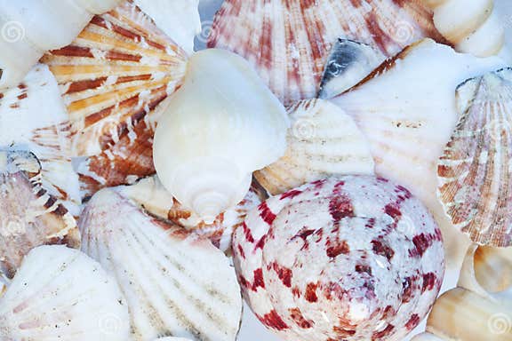 Background of Overlapping Colorful Seashells Stock Photo - Image of ...