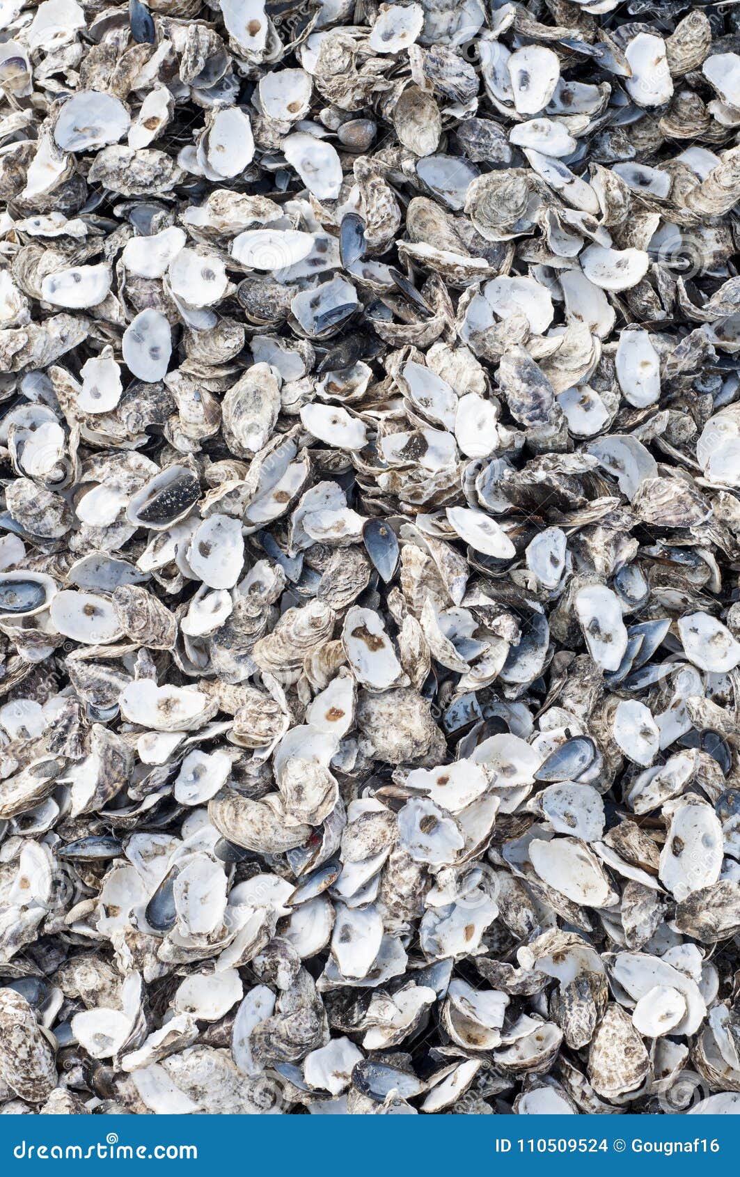 Background of Oysters` Shells Stock Photo - Image of shellfish, shell ...