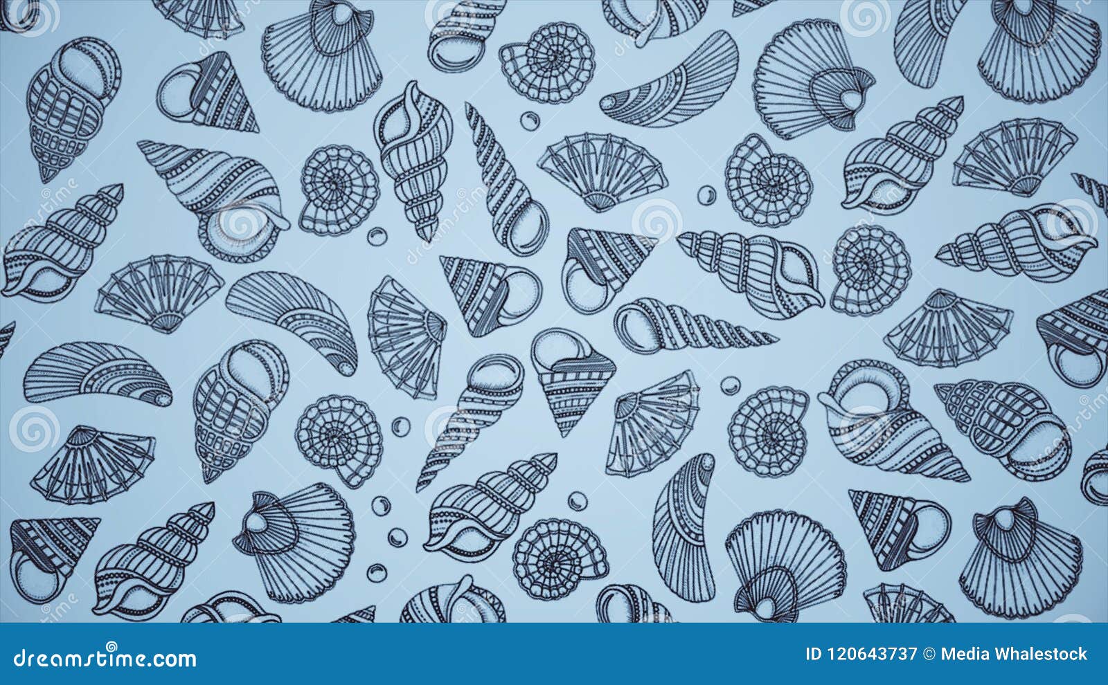 Shells. Set Of Beautiful Cockleshells. Vector Illustration ...
