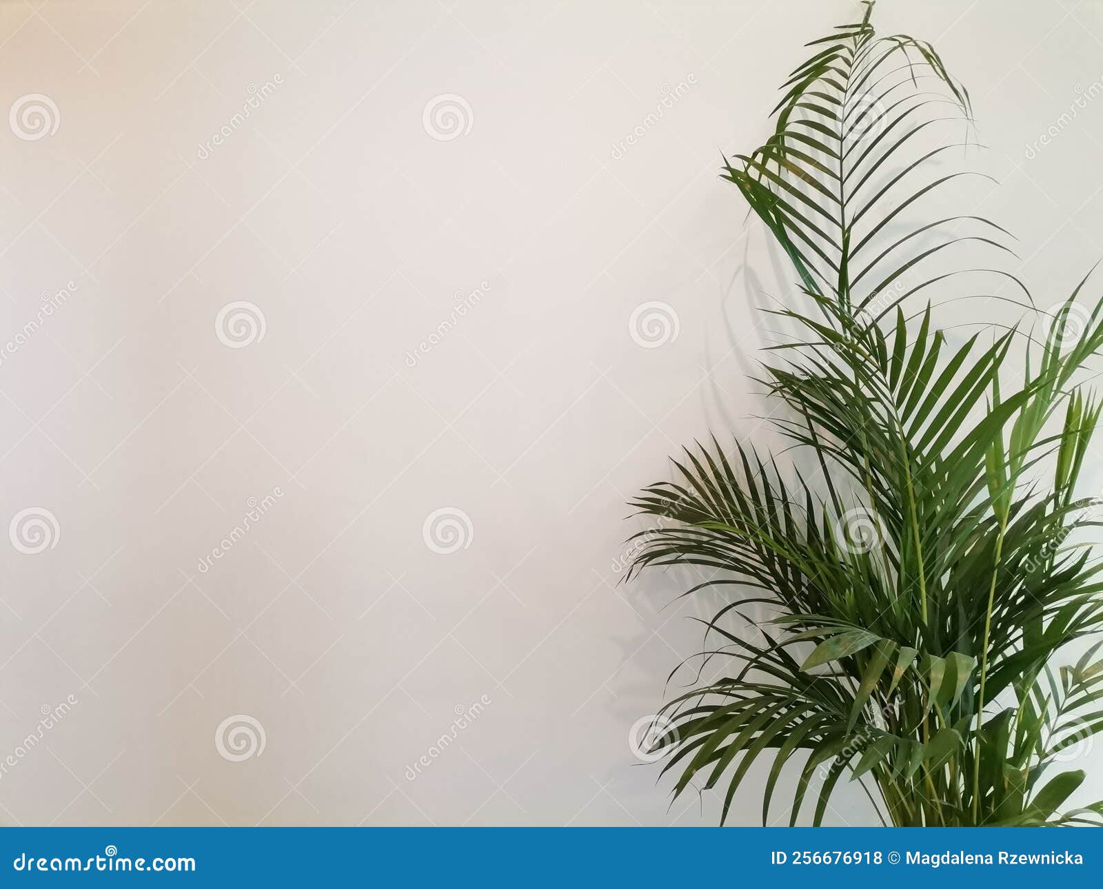 Background Palm Green White Nature Beutiful Stock Photo - Image of ...