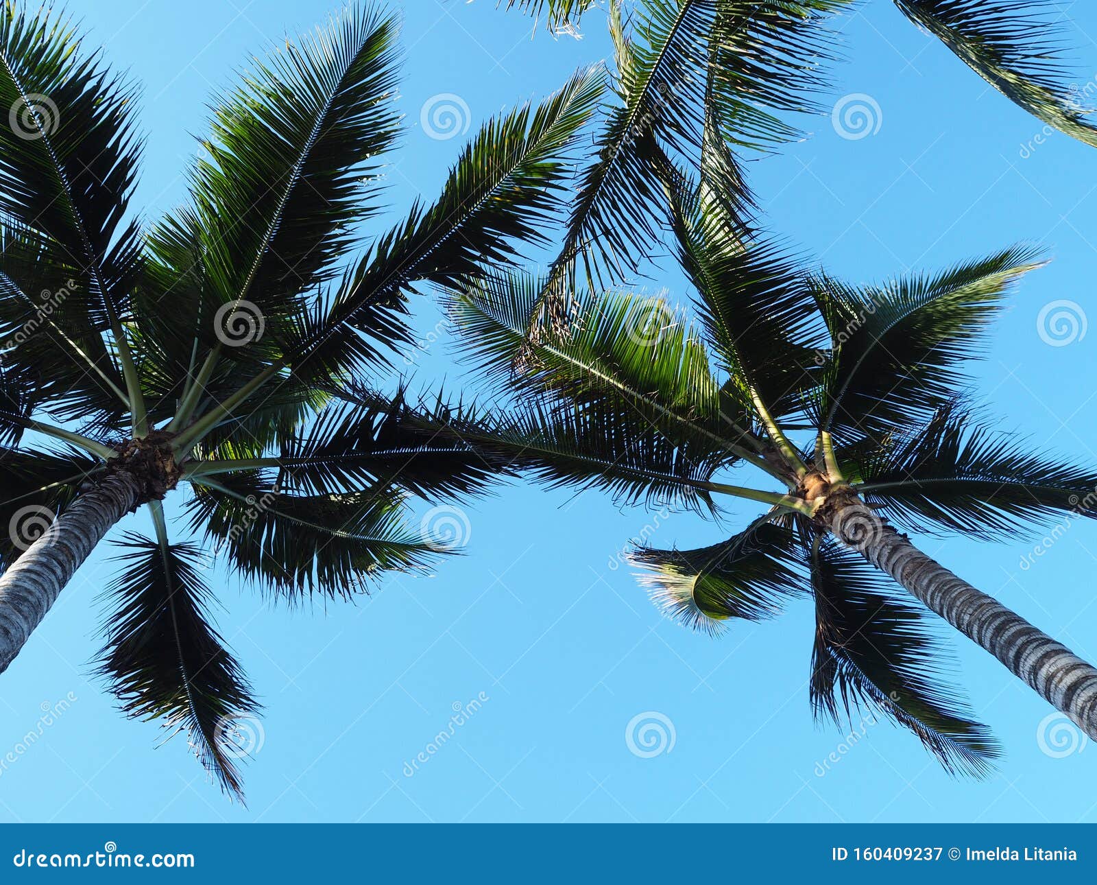 Palm trees in Bali stock image. Image of palm, bali - 160409237