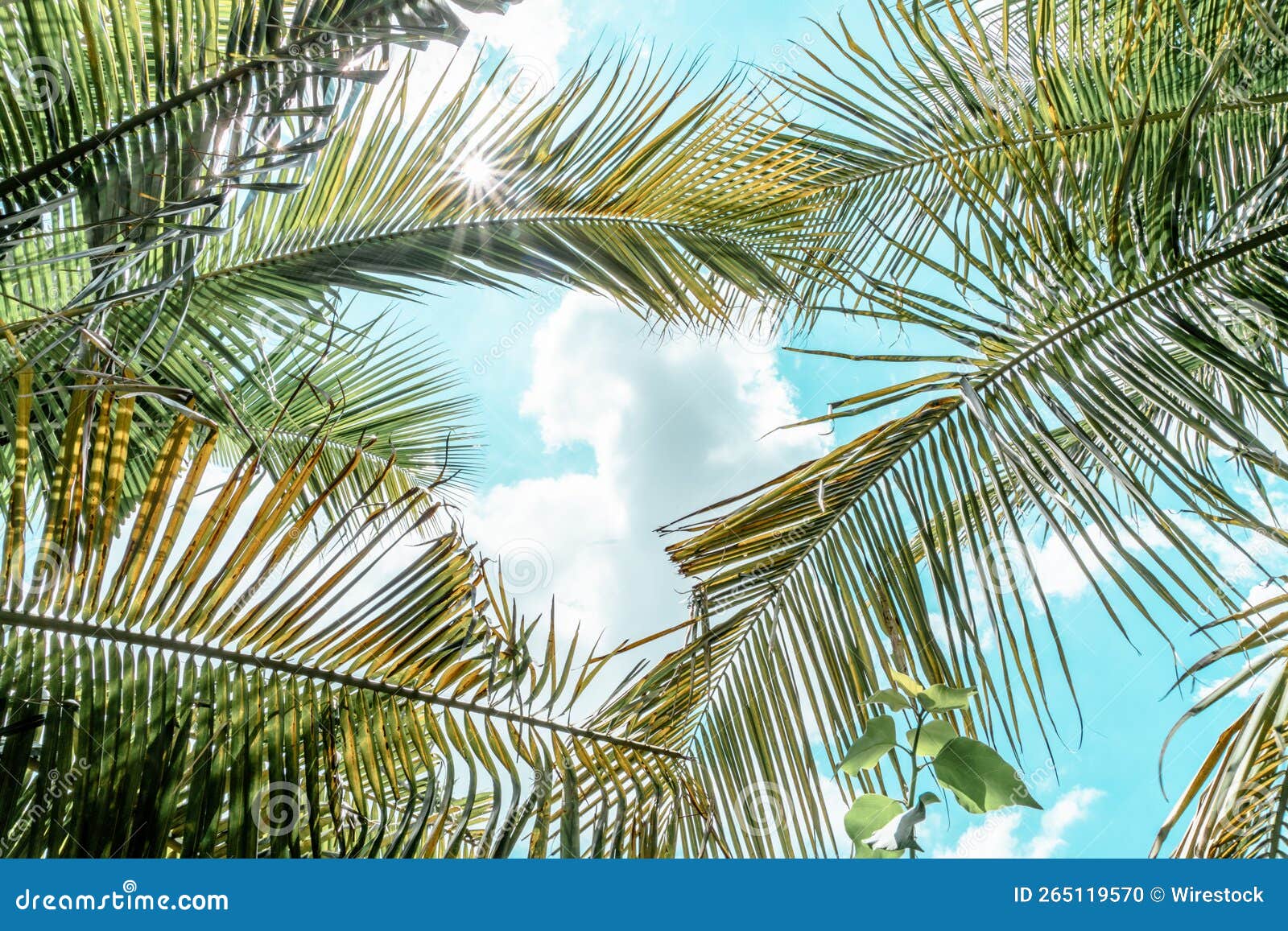 Background of Palm Trees Under a Sunny Sky Stock Photo - Image of sunny ...