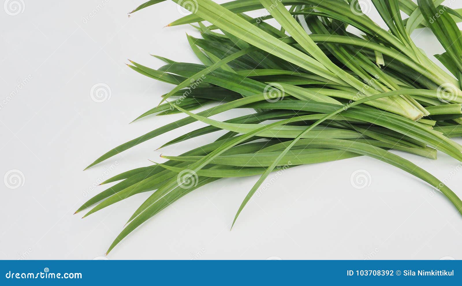 Background Pandan Group from My Plant Isolate on White Stock Photo ...