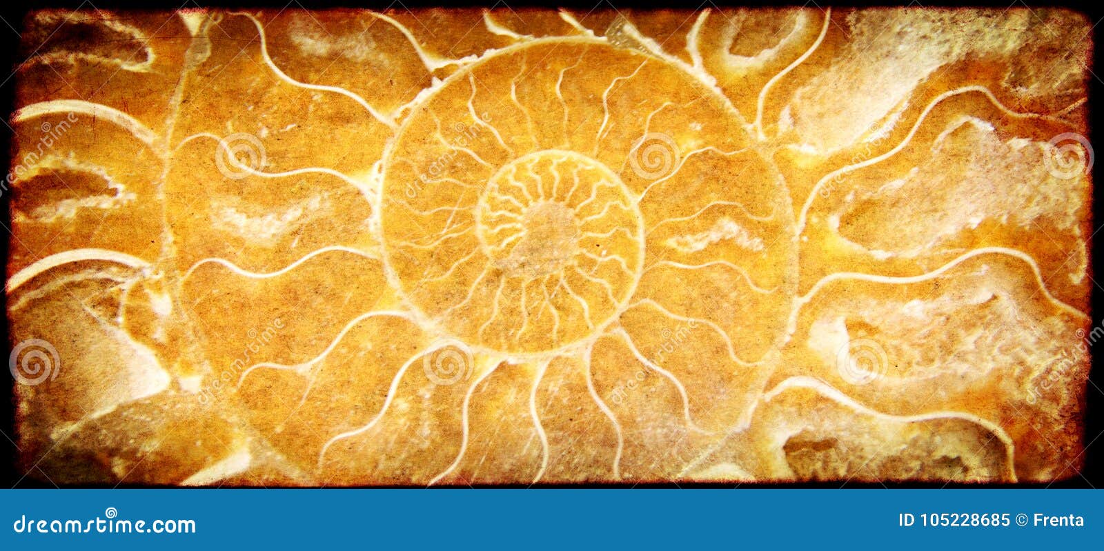 Background with Paper Texture and Ammonite Shell Stock Illustration ...