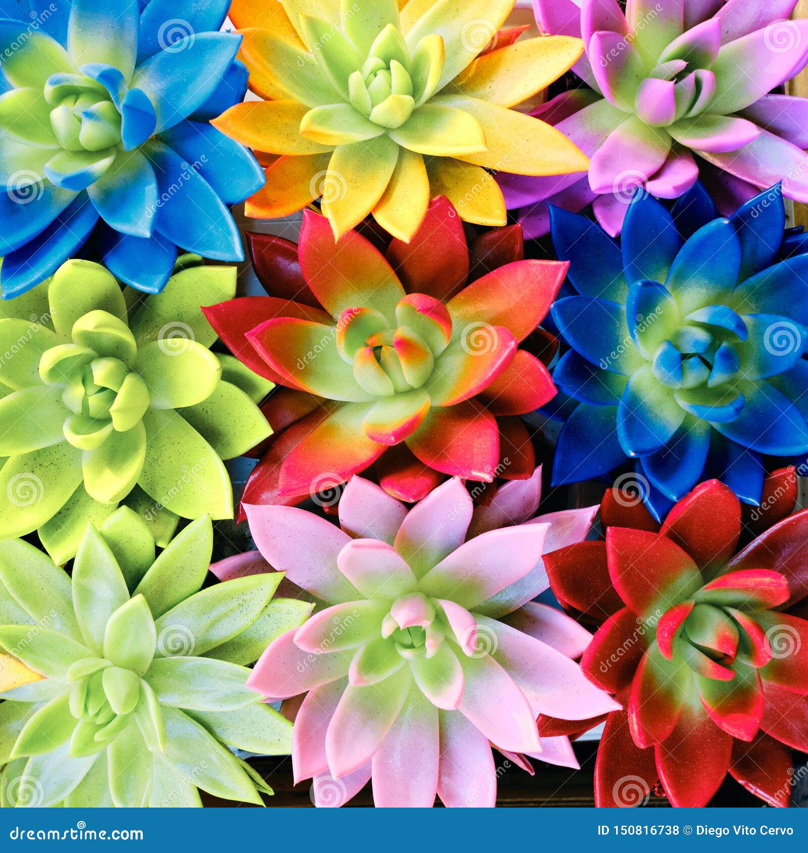 Background Pattern of Colorful Grass Plants in a Row Stock Photo ...