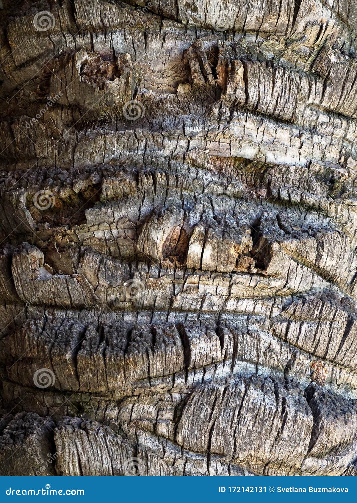 Background from a Pattern of Cracks and Bumps on the Trunk of a Palm ...