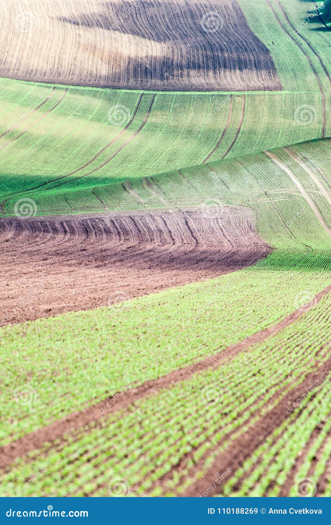 Background/pattern with Curves of Wavy Rolling Textured Rural Fi Stock ...