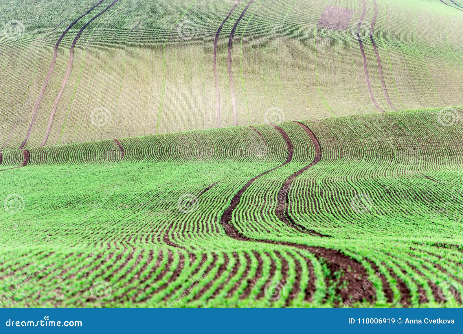 Background/pattern with Curves of Wavy Rolling Textured Rural Fields ...
