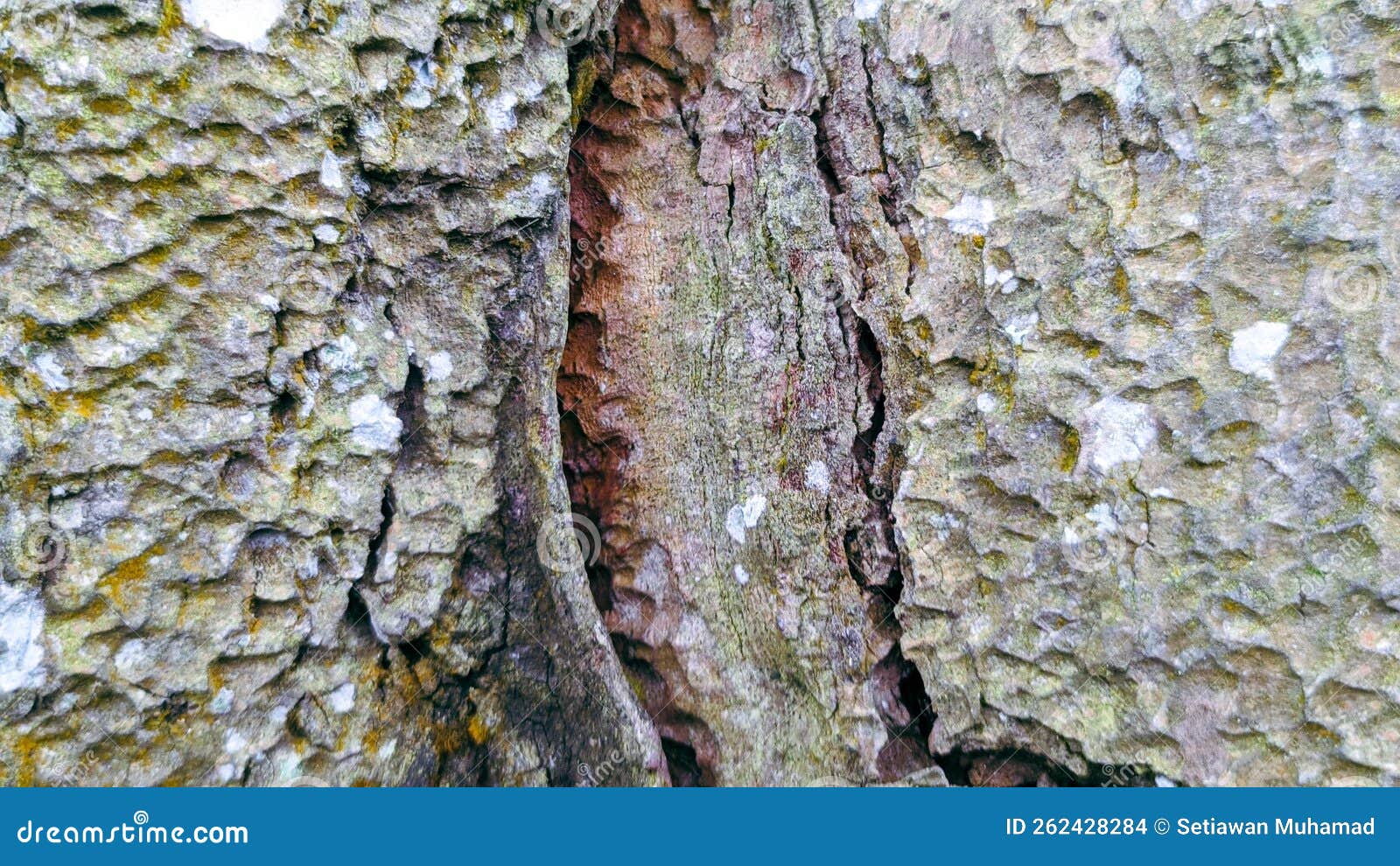 Background Pattern of Fir Tree Bark in the Mountains Stock Photo ...