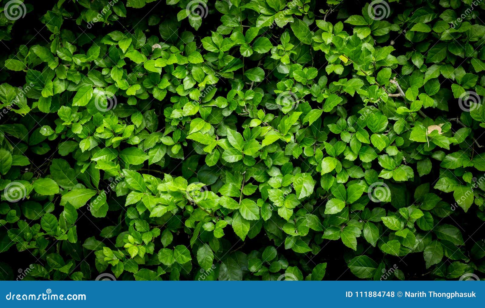 Background Pattern - Green Leaves Wall or Green Bush Background. Stock ...