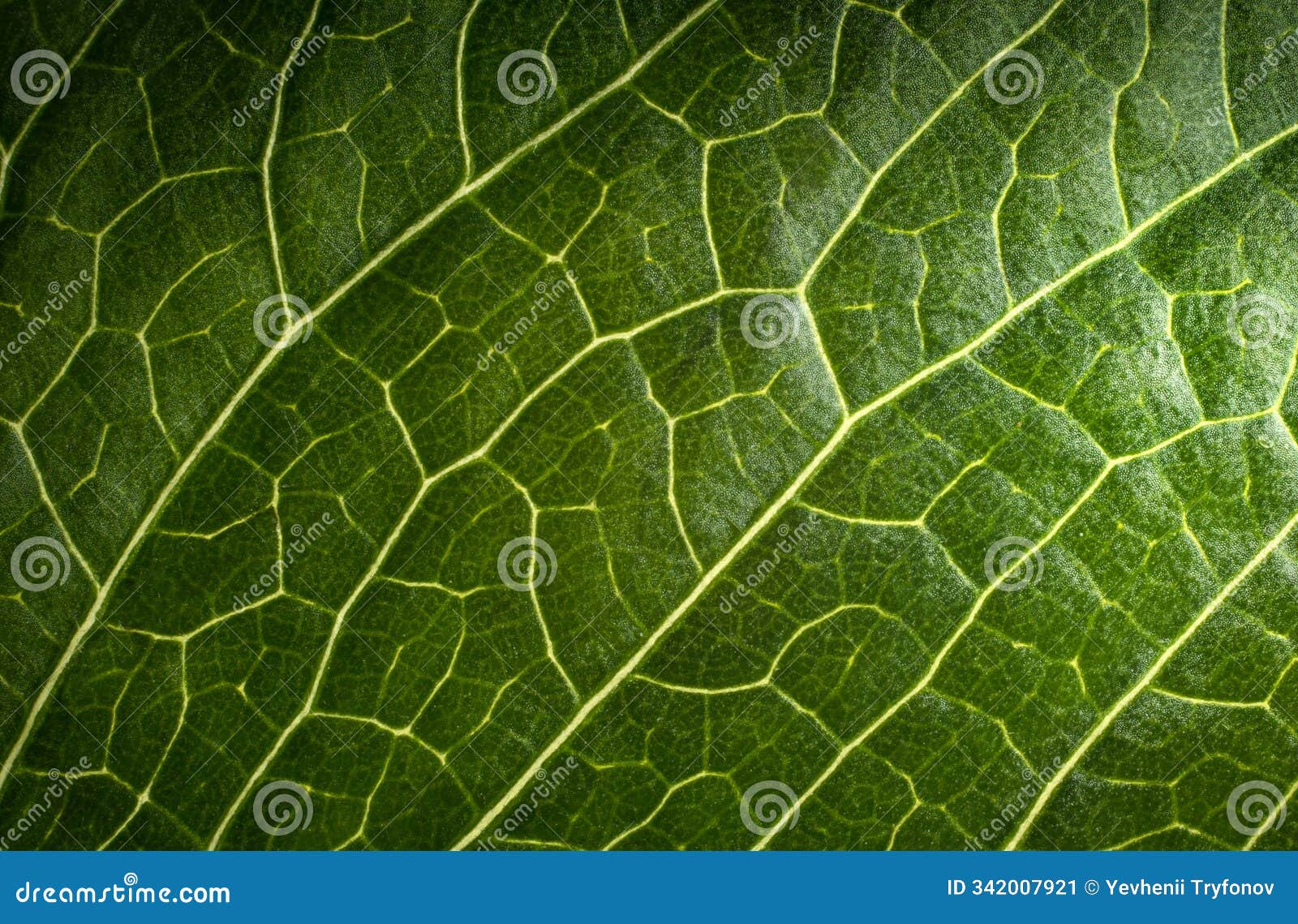 Background Pattern of Green Tree Leaf. Macro Shot Stock Image - Image ...