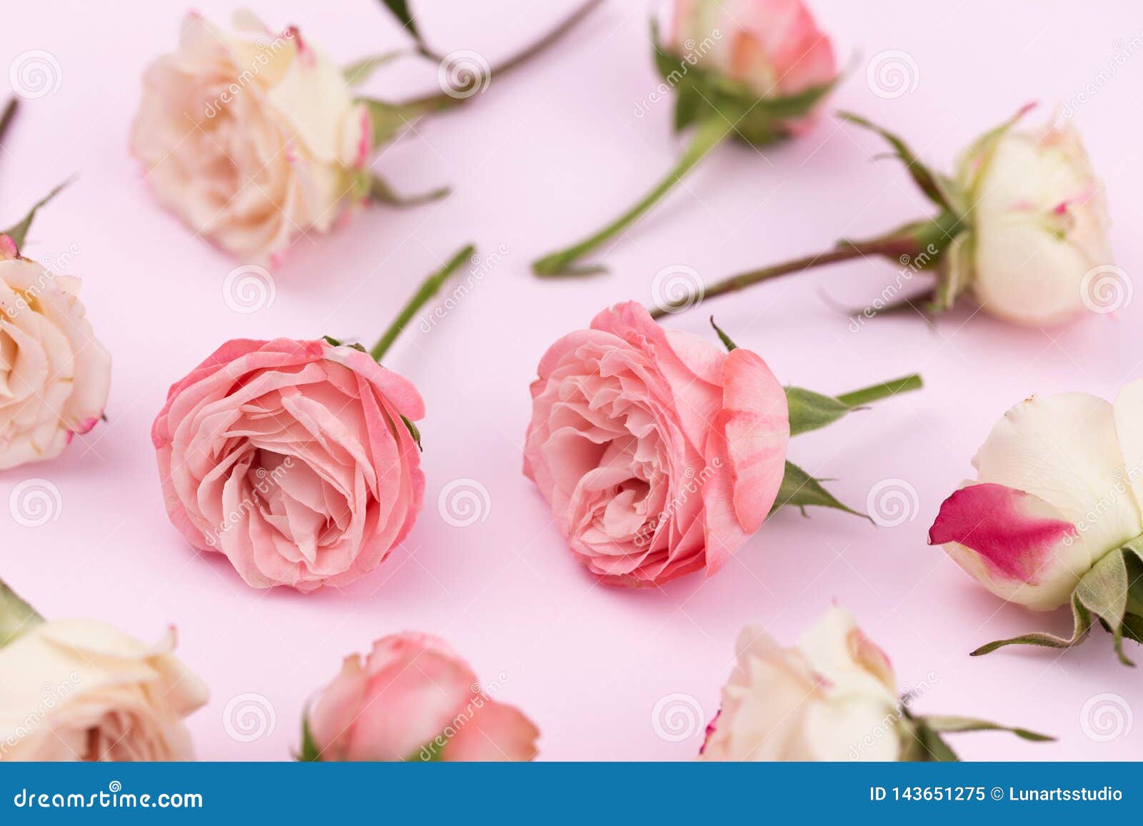 Background or Pattern of Many Delicate Roses of White and Pink Stock ...