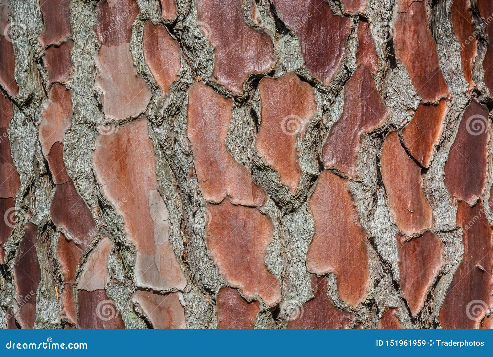 Background Pattern of Natural Tree Bark Texture. Stock Image - Image of ...