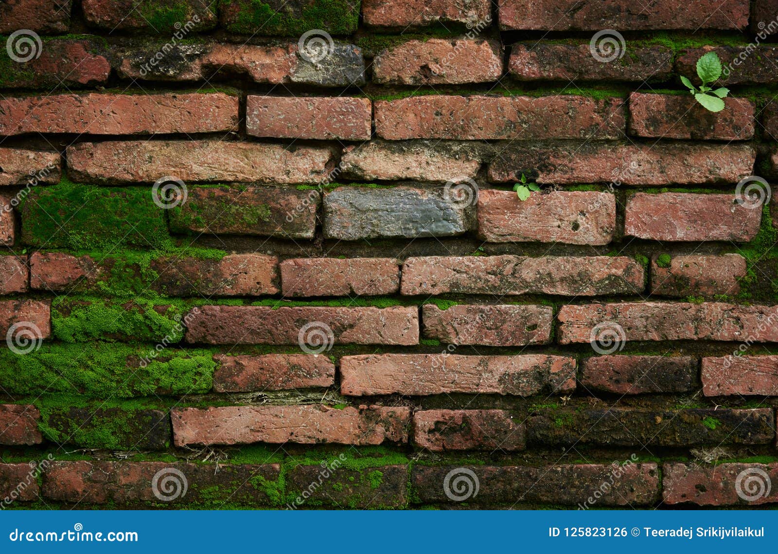 Background Pattern of Brick Wall and Green Trees Stock Photo - Image of ...