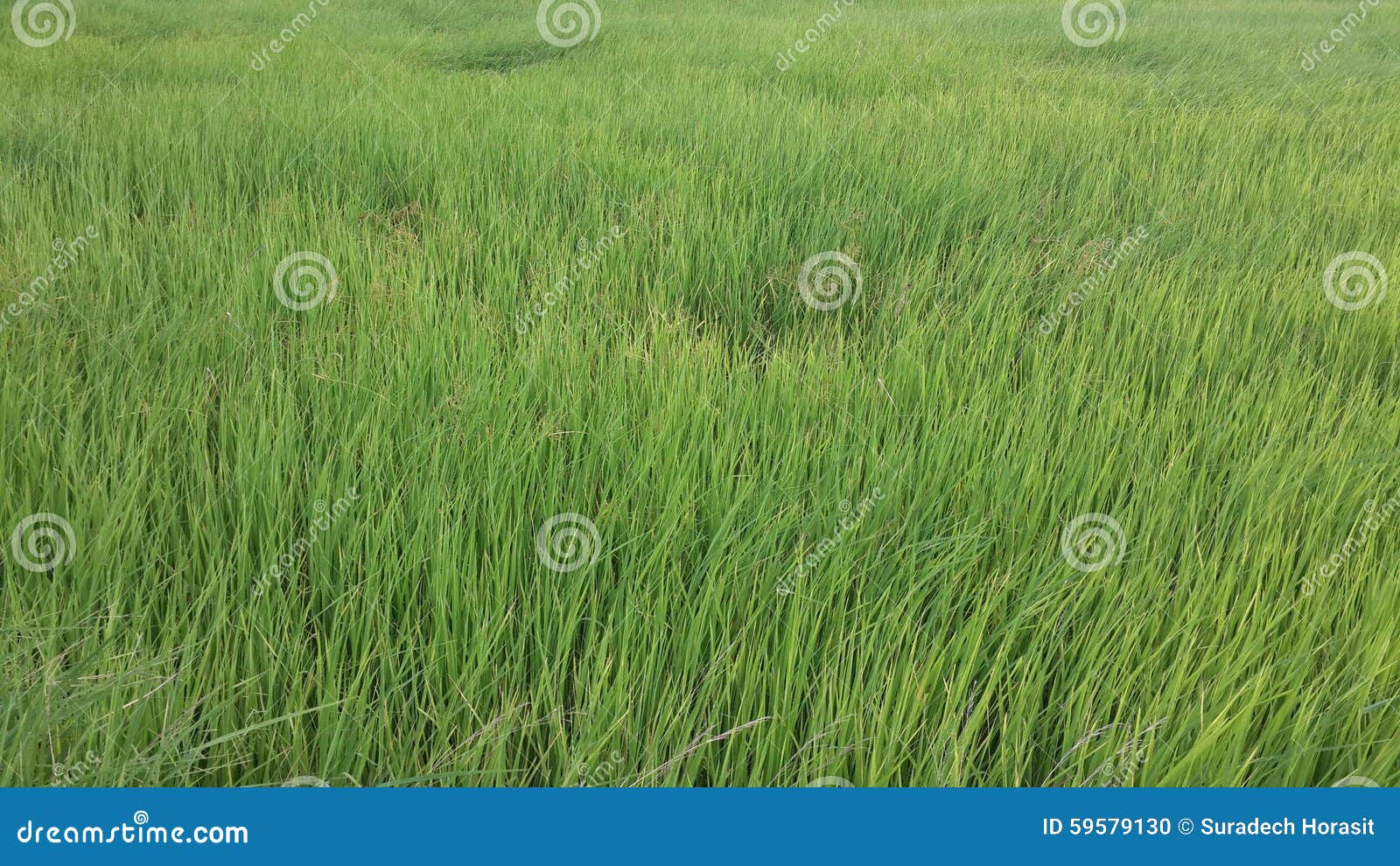 Background Pattern of Rice in Paddy Fields. Stock Photo - Image of ...