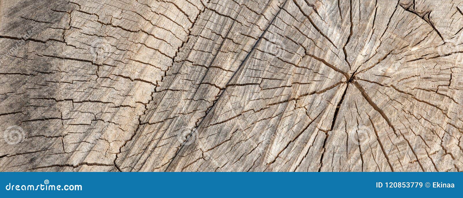 Background, Pattern. Stump. Wooden Textured Texture Stock Image - Image ...