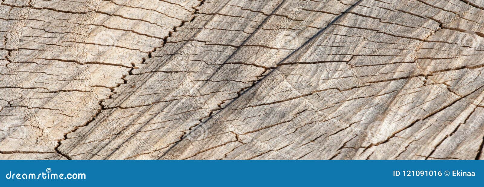 Background, Pattern. Stump. Wooden Textured Texture Stock Photo - Image ...